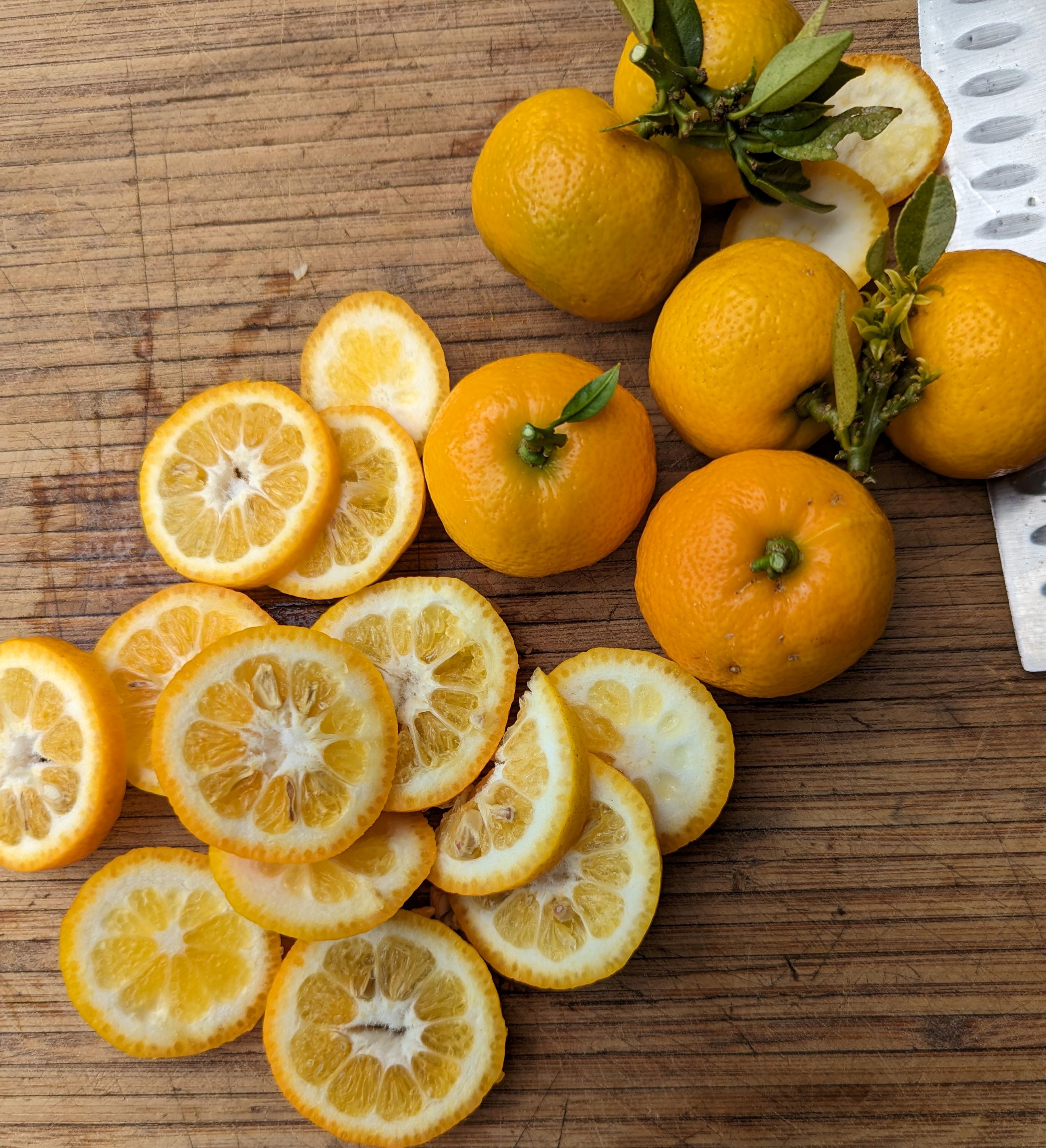 Chinotto - Jenny Garing